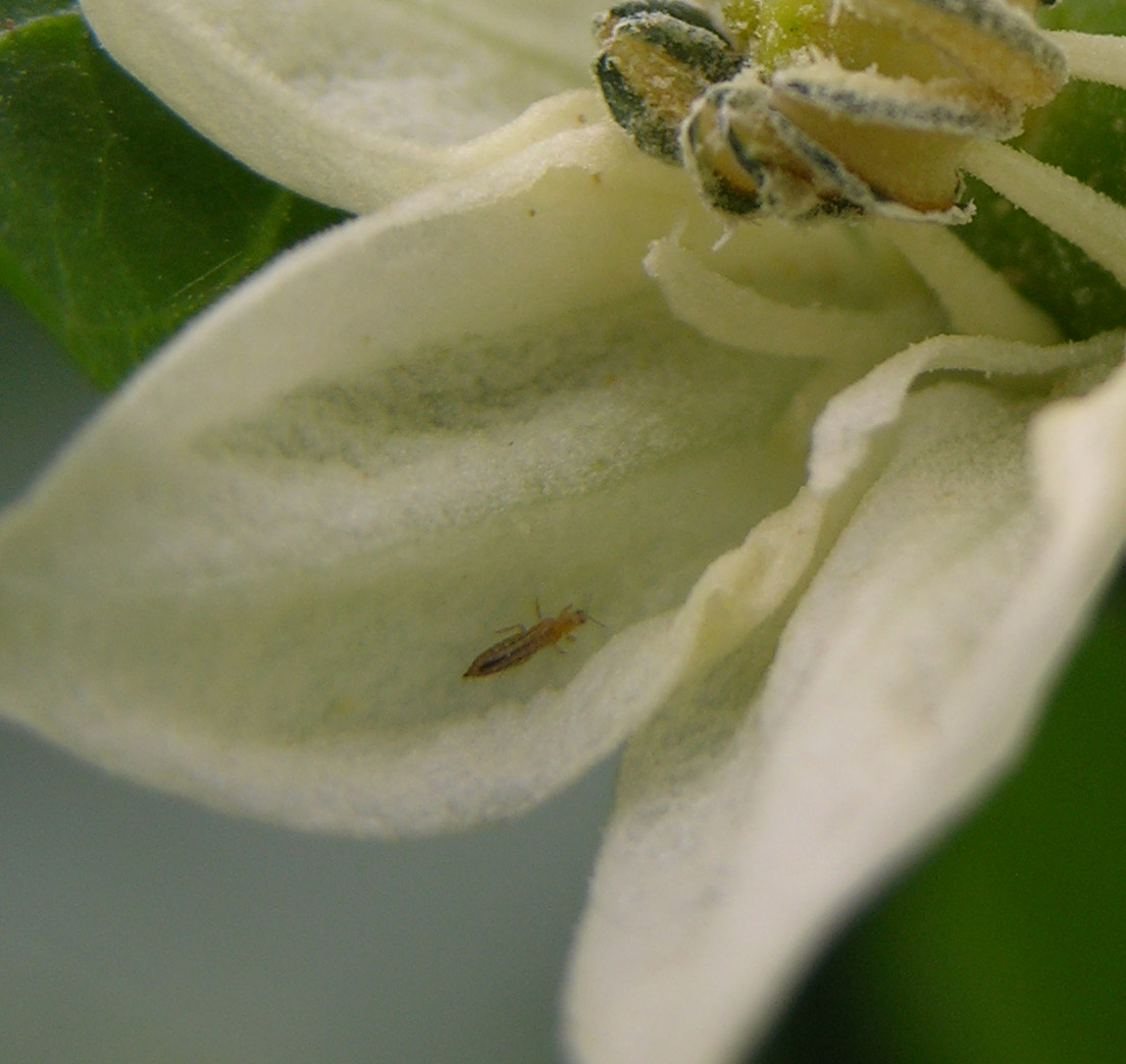 Thrips Identification – ONGreenhouseVegetables