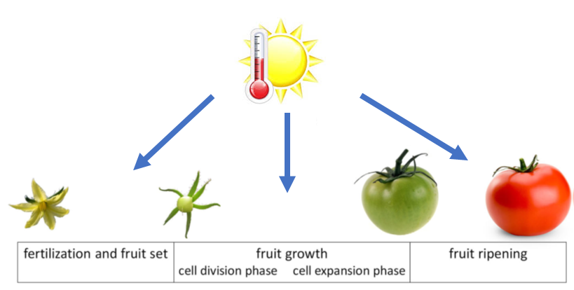Hot-House: Effects of High Temperatures on Greenhouse Tomato Fruit ...